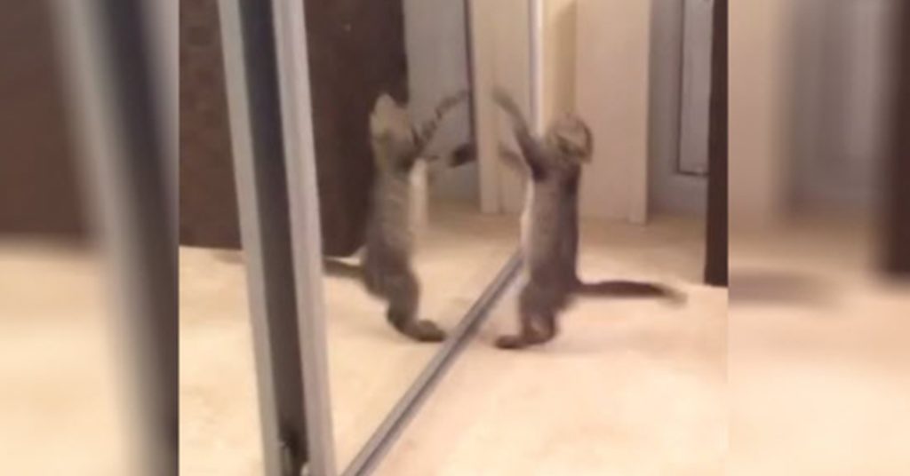 A Cat Sees His Own Reflection In The Mirror And An Epic Battle Ensues ...